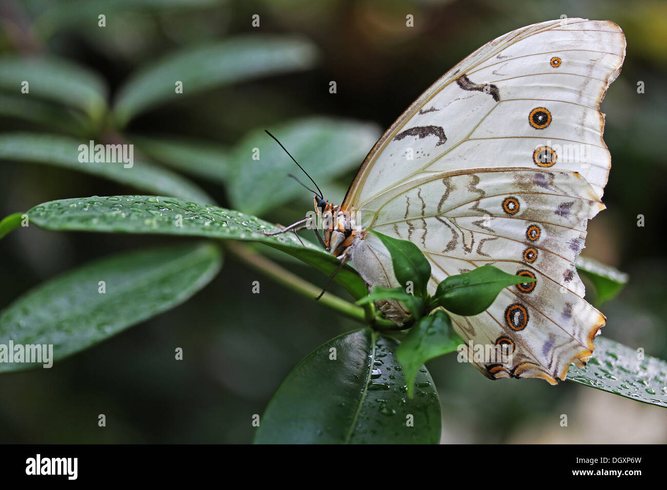 White Morpho butterfly (Morpho polyphemus Stock Photo - Alamy
