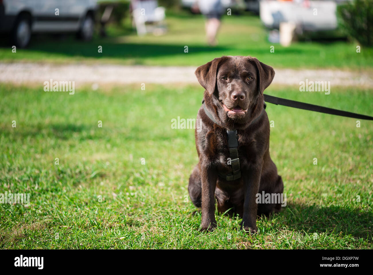 Beautiful chocolate labrador hi-res stock photography and images - Alamy