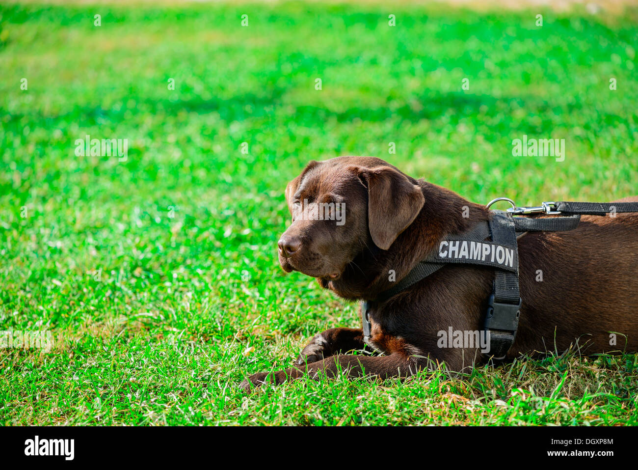 Beautiful chocolate labrador hi-res stock photography and images - Alamy