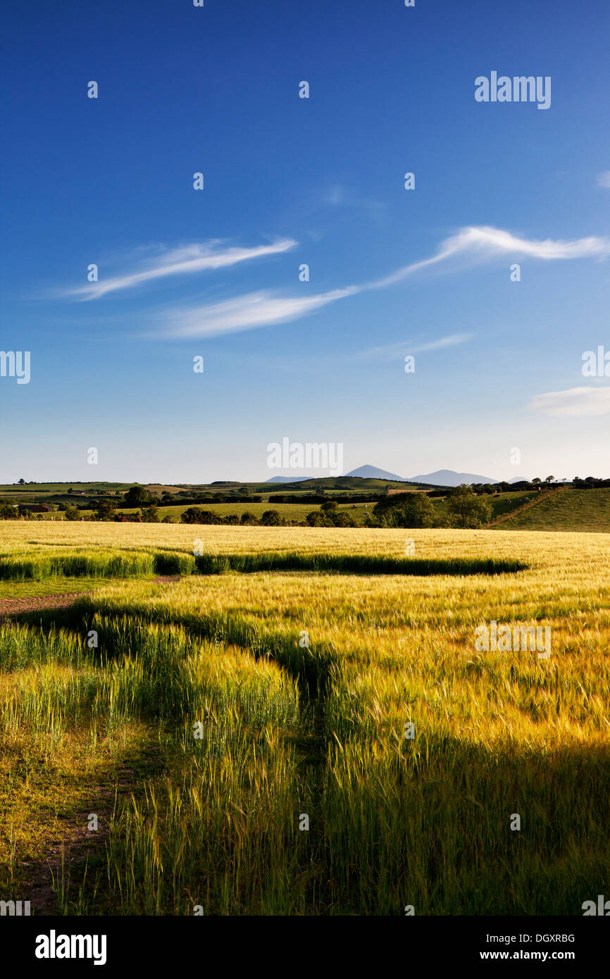 County Down Countryside, Northern Ireland Stock Photo - Alamy