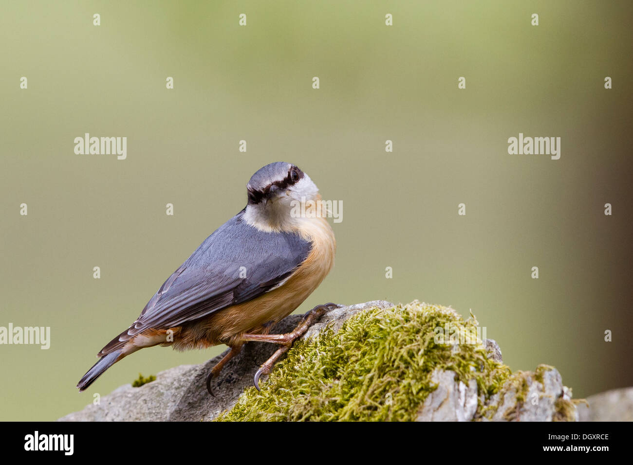 A nuthatch on a mossy branch with a light green background Stock Photo ...