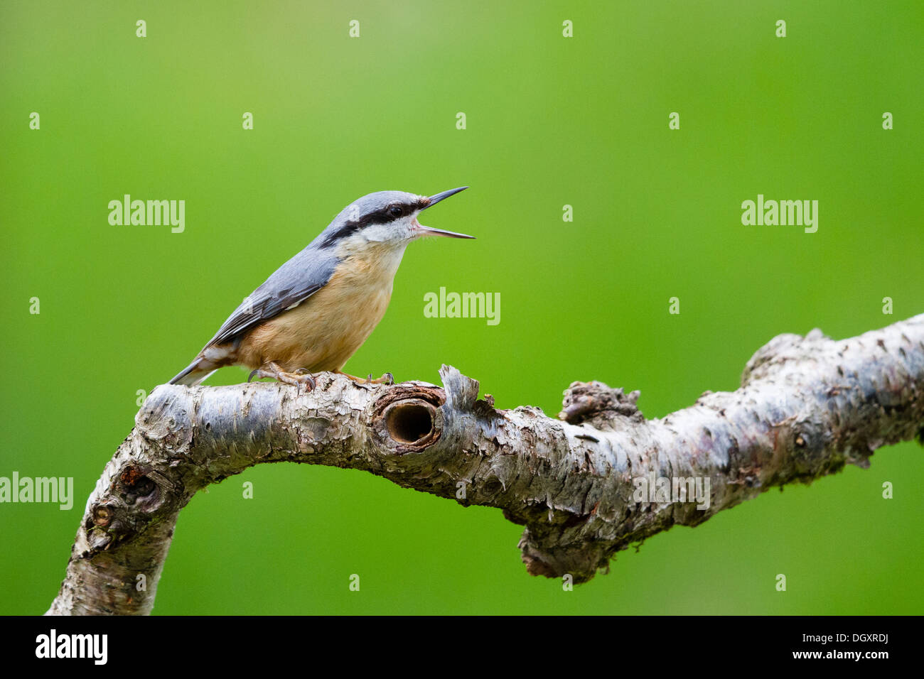 A nuthatch on a mossy branch with a light green background Stock Photo ...
