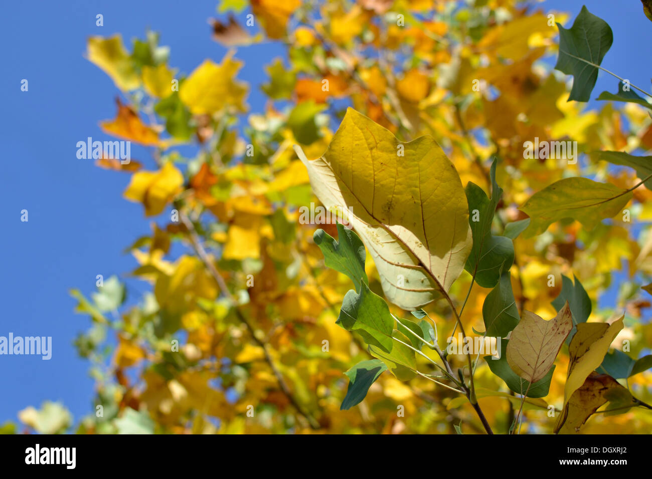 Yellow and green autumn leaves autumnal autumn hi-res stock photography and images - Alamy