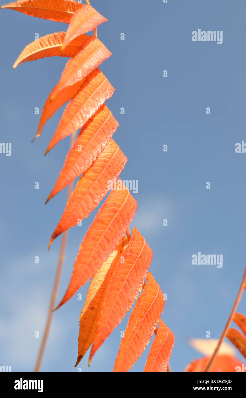 Orange Autumn Leaves Stock Photo - Alamy