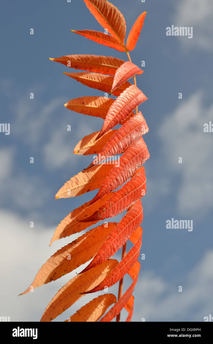 Orange Autumn Leaves Stock Photo - Alamy