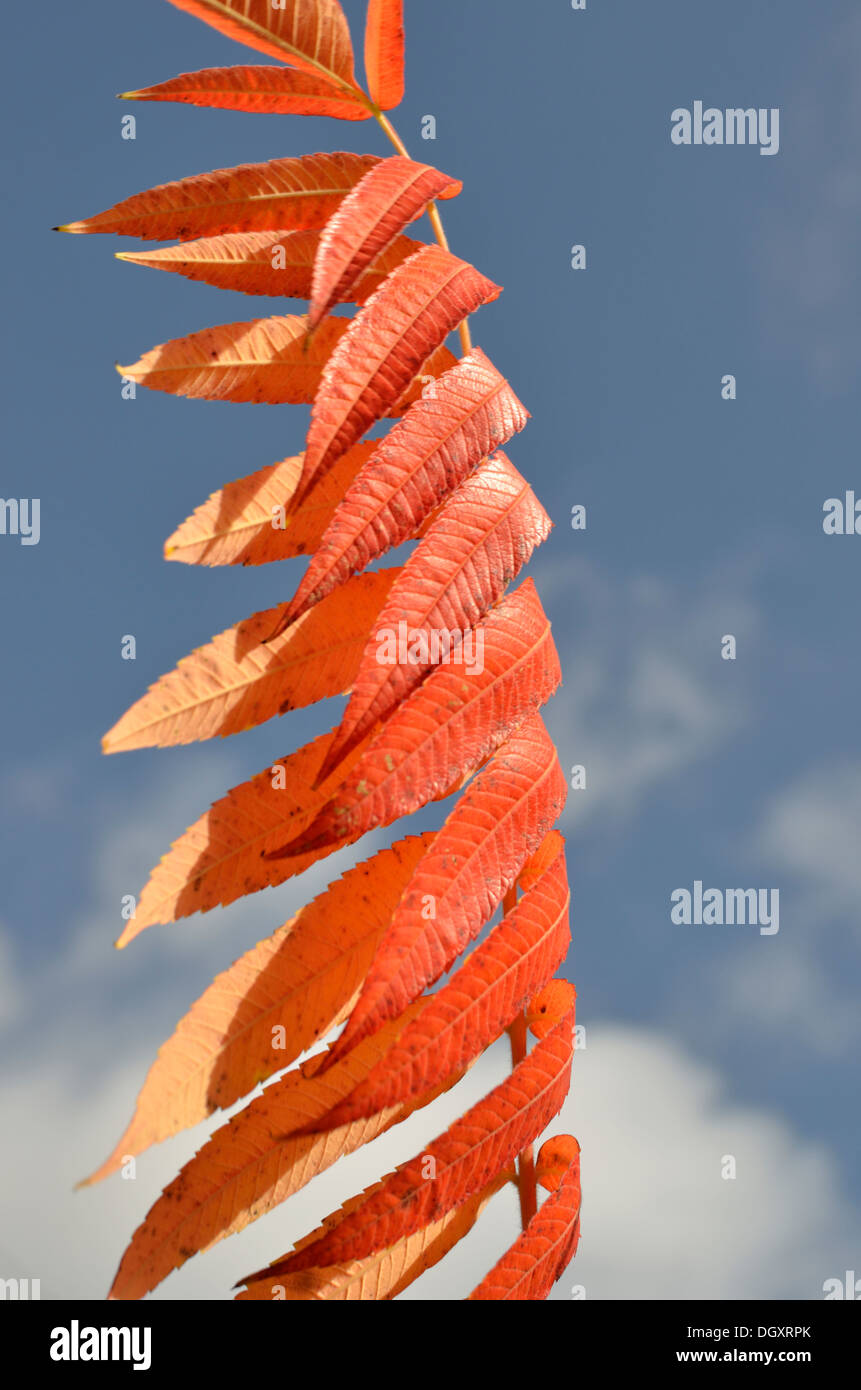 Orange Autumn Leaves Stock Photo - Alamy