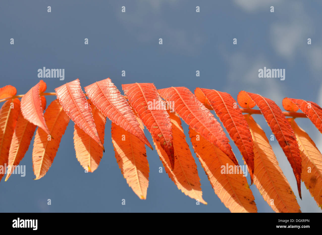 Orange Autumn Leaves Stock Photo - Alamy