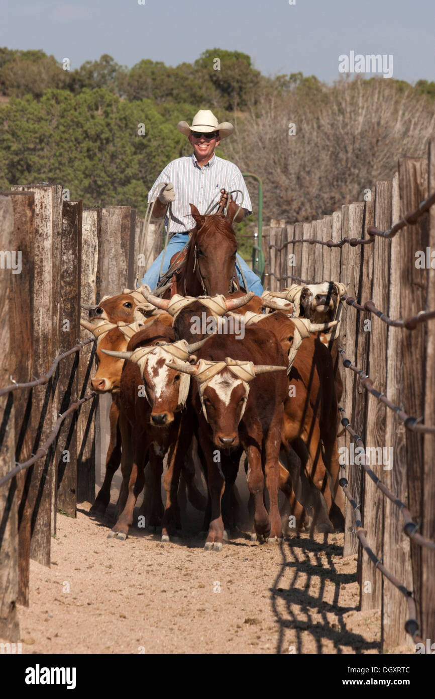 Man riding a horse herding calves in roping arena chute Stock Photo - Alamy