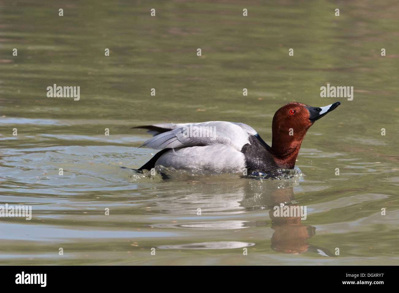 Common Pochard duck male swimming (Aythya ferina) in Camargue wetland ...