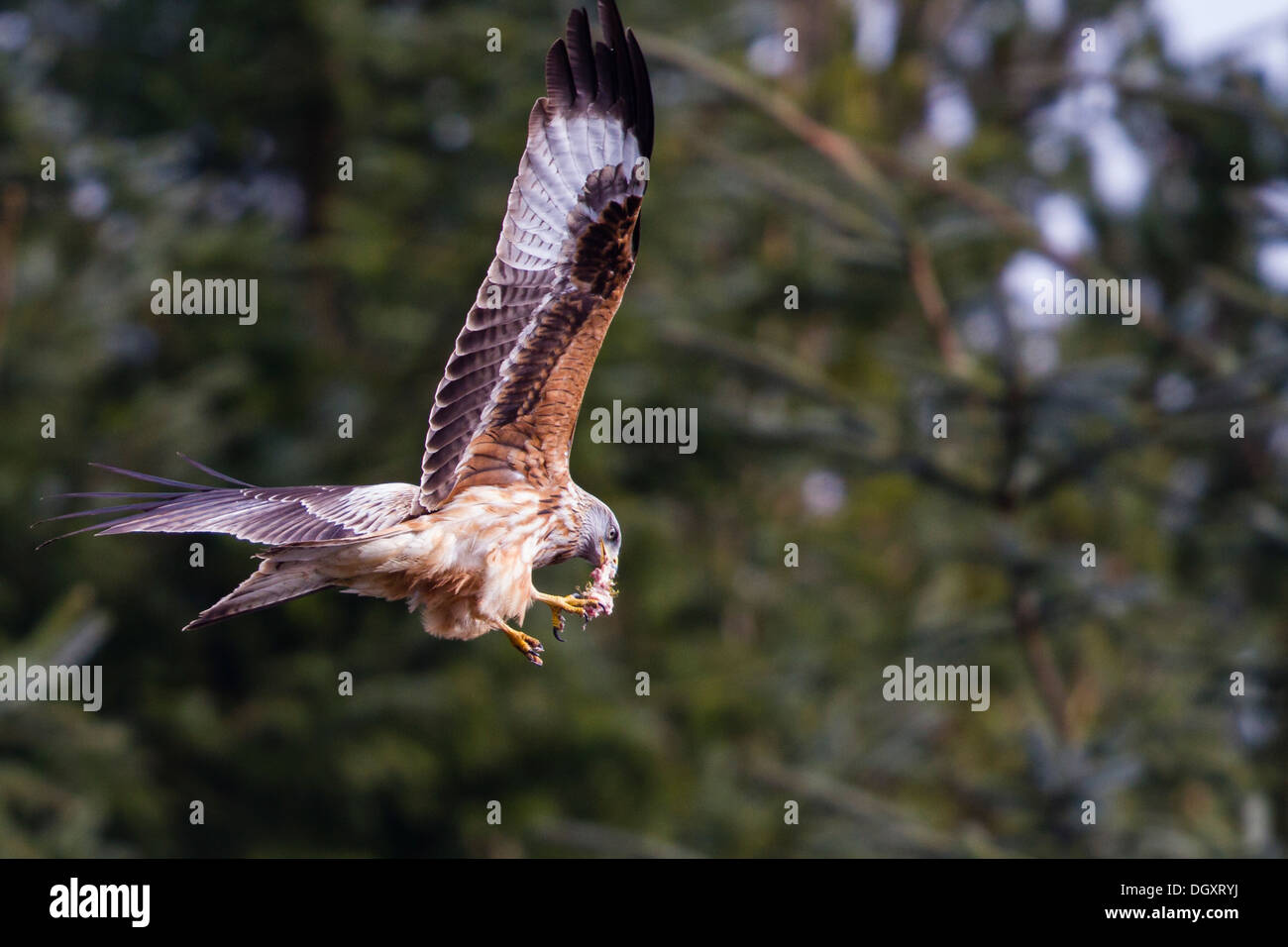 Red kite feeding on the wing Stock Photo - Alamy