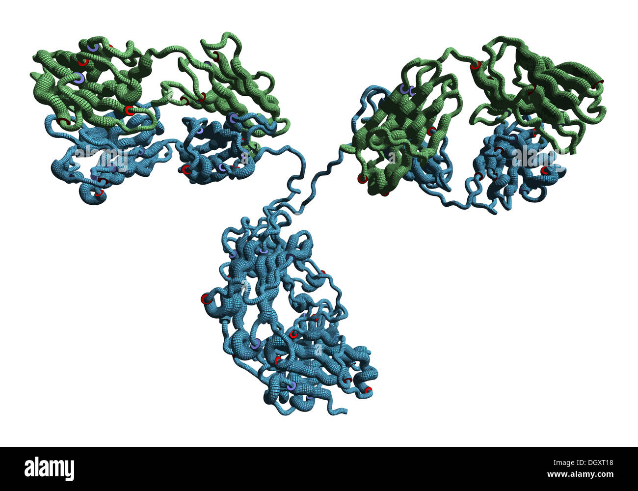 Monoclonal antibody (Immunoglobulin G, IgG2a, mAb) molecule, chemical ...