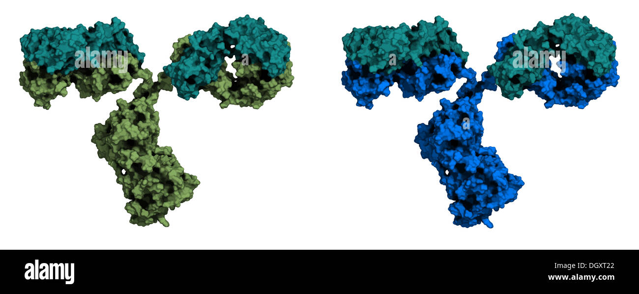 Monoclonal antibody (Immunoglobulin G, IgG2a, mAb) molecule, chemical ...