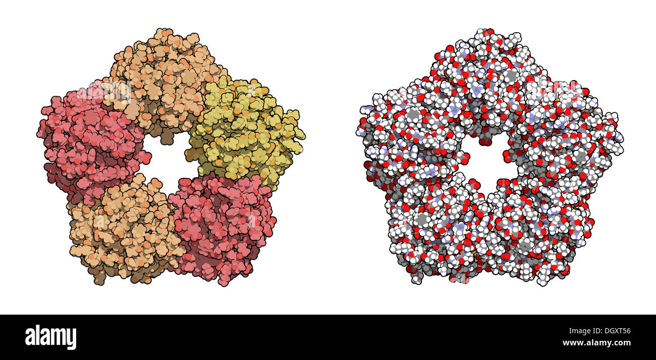 C-reactive protein (CRP, human) inflammation biomarker. Infections and ...