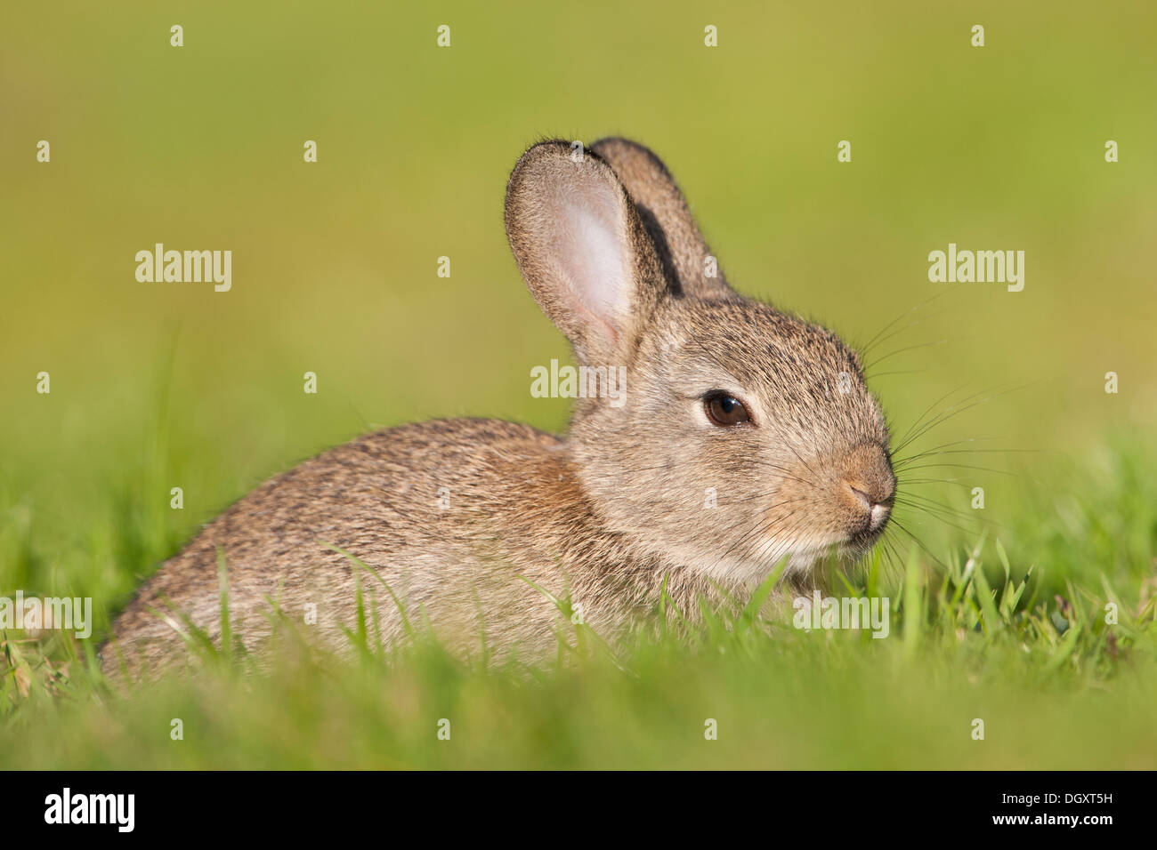 Worried rabbit hi-res stock photography and images - Alamy