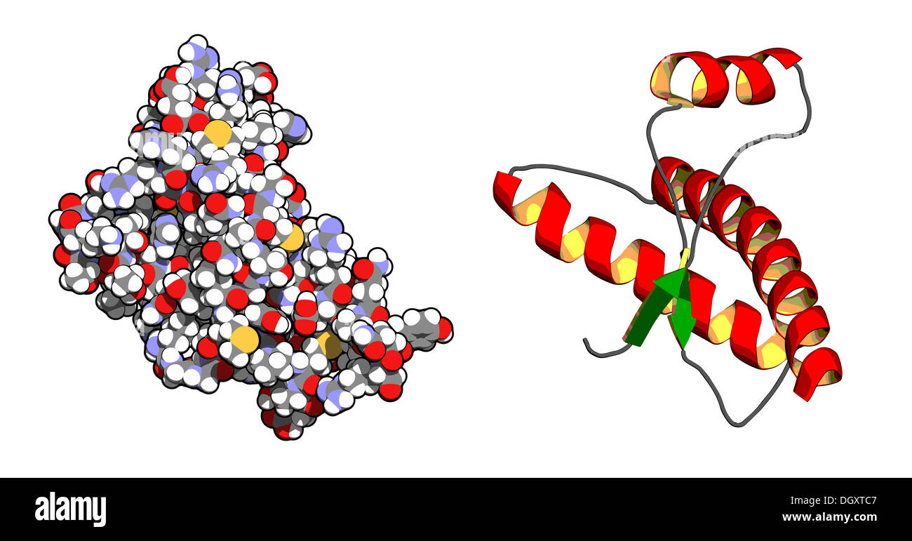 Human prion protein (hPrP), chemical structure. Associated with ...