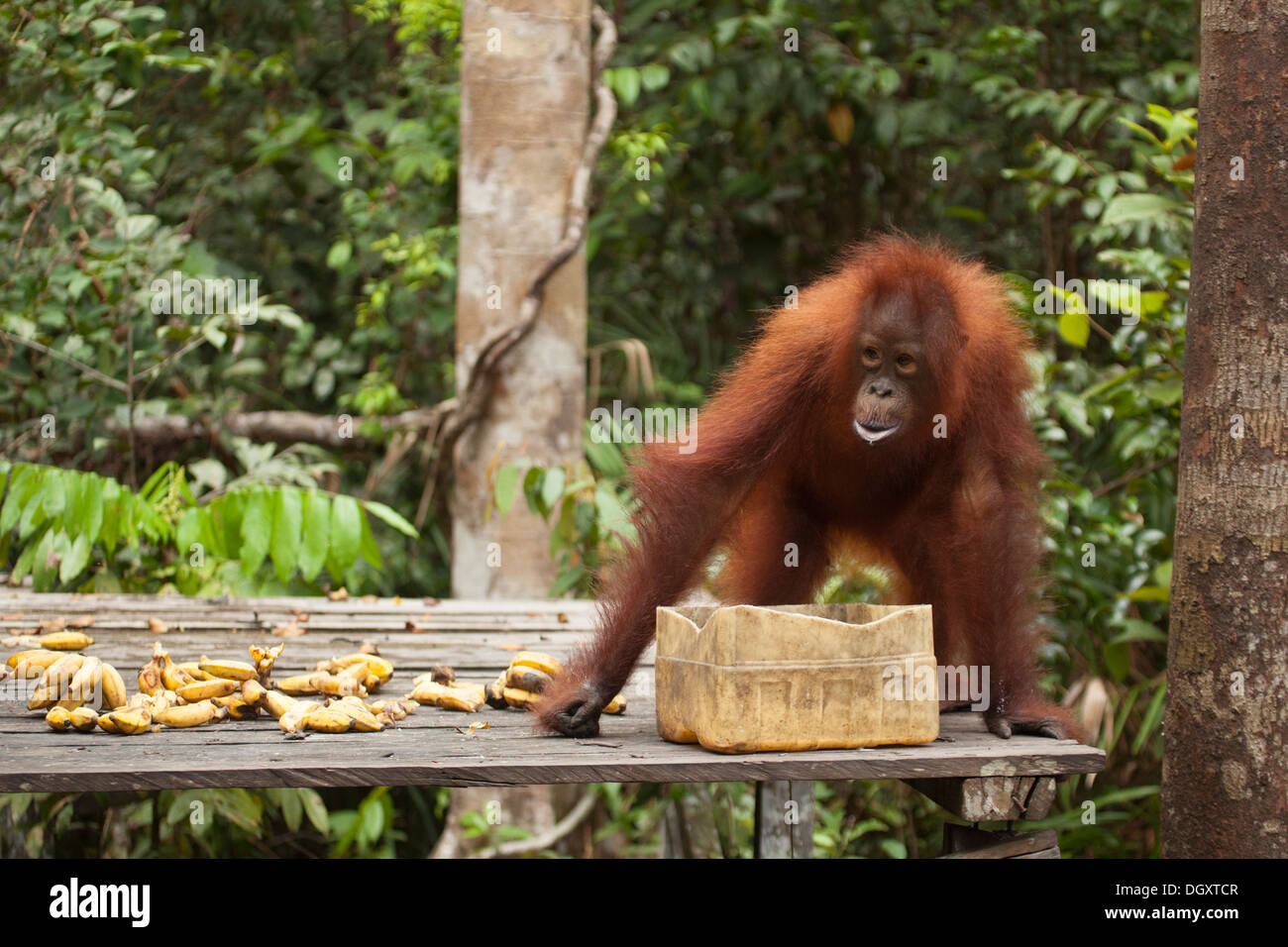 Orang national park hi-res stock photography and images - Alamy