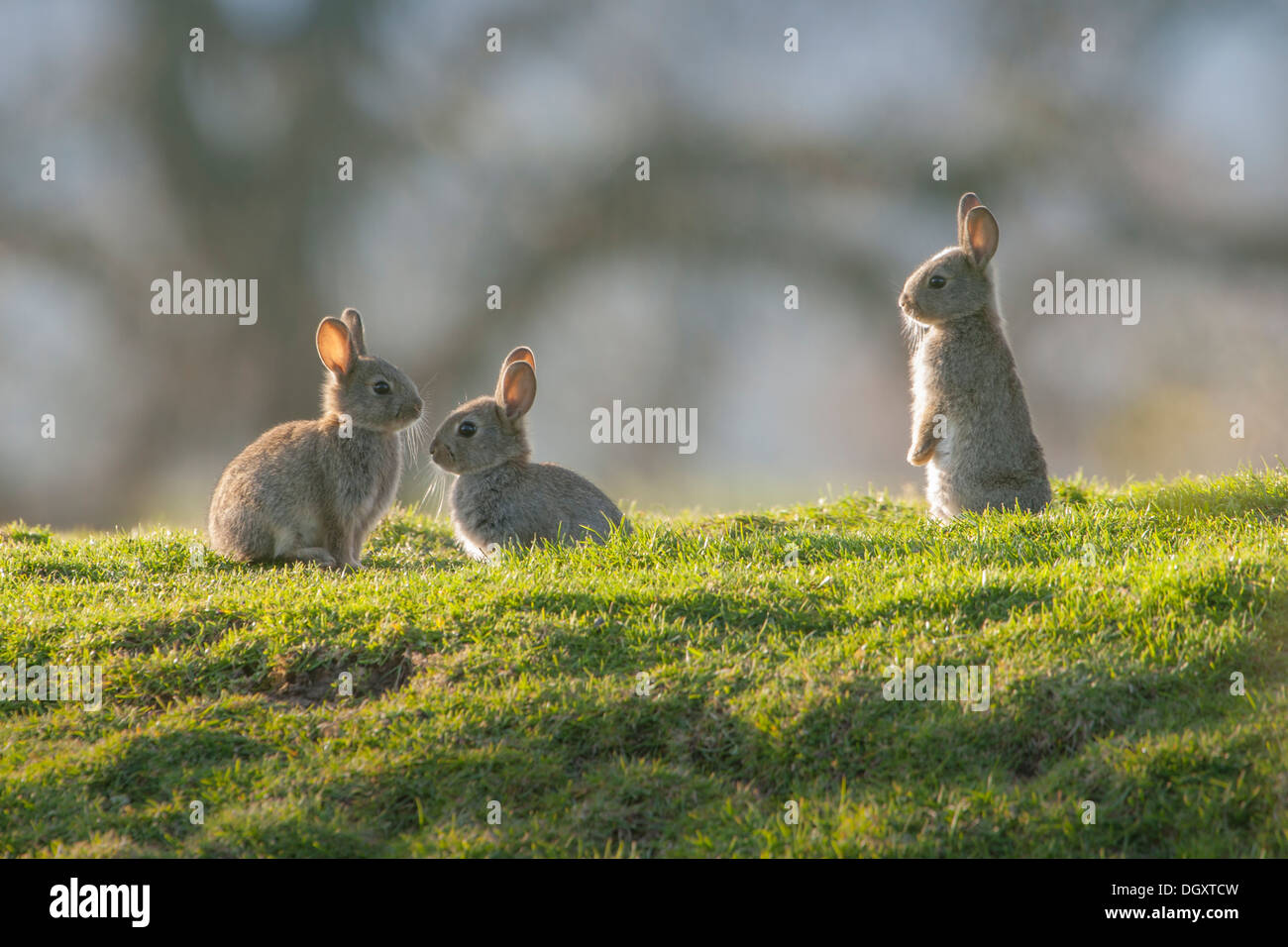 Wild Baby Rabbit Family (Oryctolagus cuniculus) in grass near to warren ...