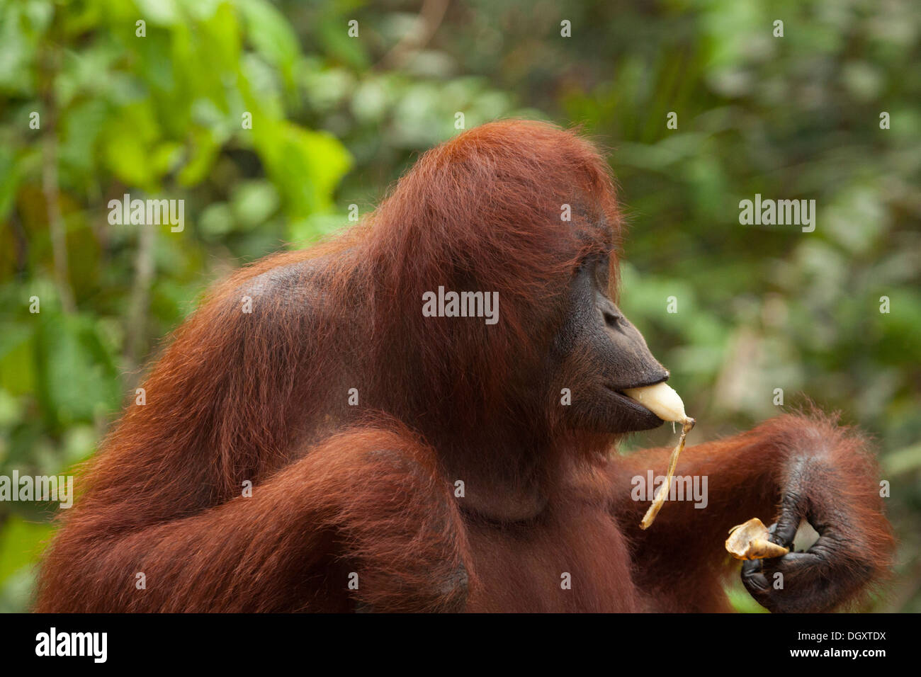 Orangutan peeling banana hi-res stock photography and images - Alamy