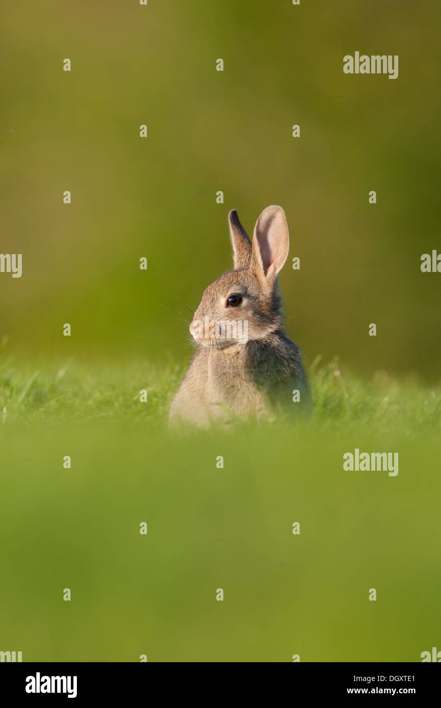 Wild Young, Baby Rabbit (Oryctolagus cuniculus) sat in grassland ...
