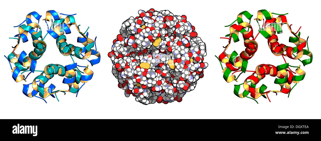 Insulin peptide hormone, chemical structure. Important drug in ...