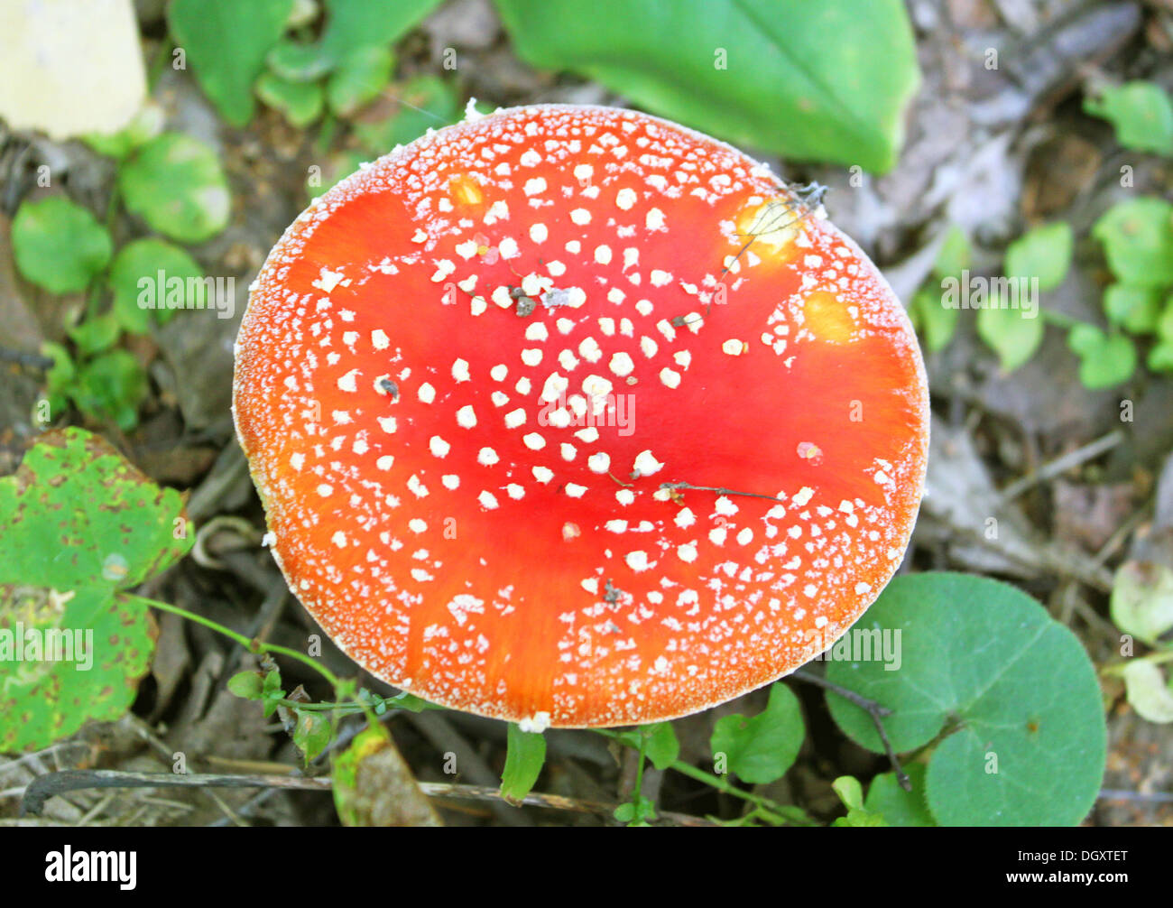 Big red fly agaric Stock Photo - Alamy