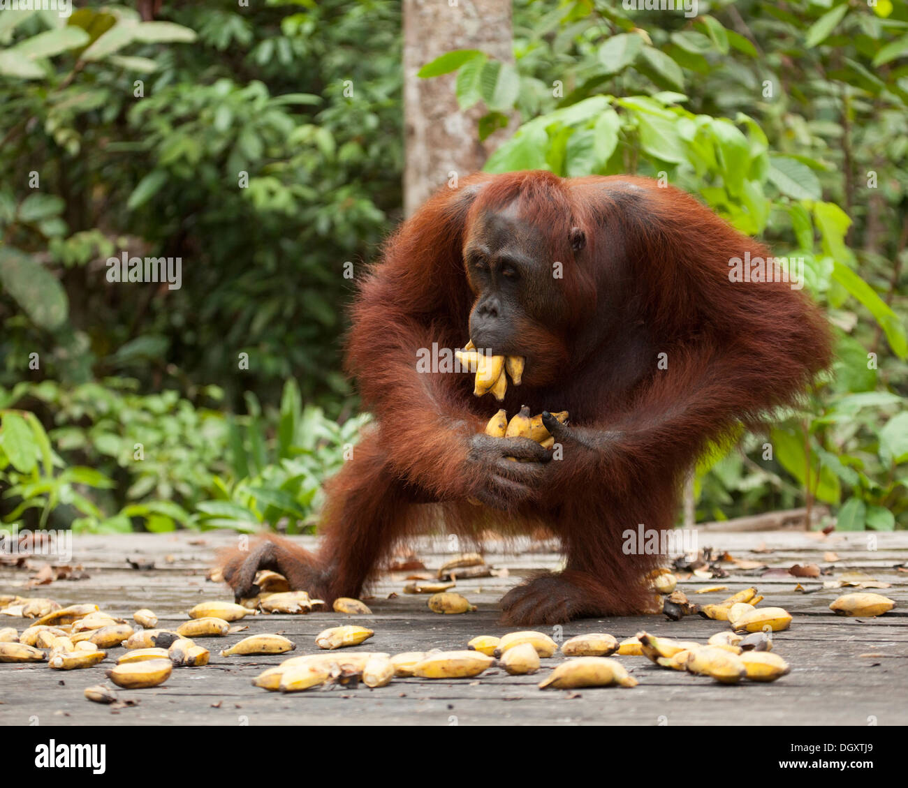 Orangutan toes hi-res stock photography and images - Alamy