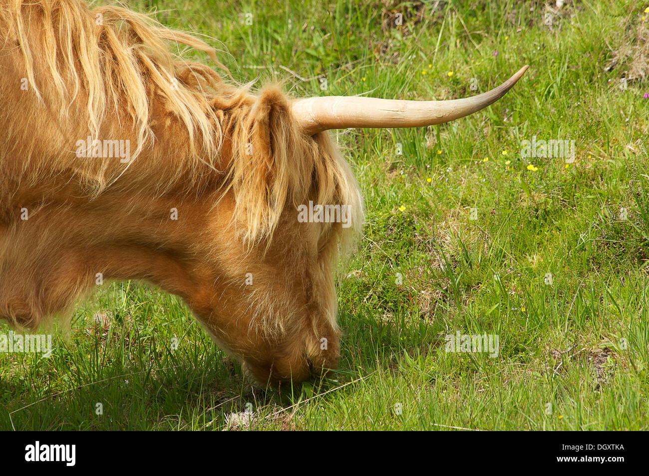 Vaca escocia hi-res stock photography and images - Alamy