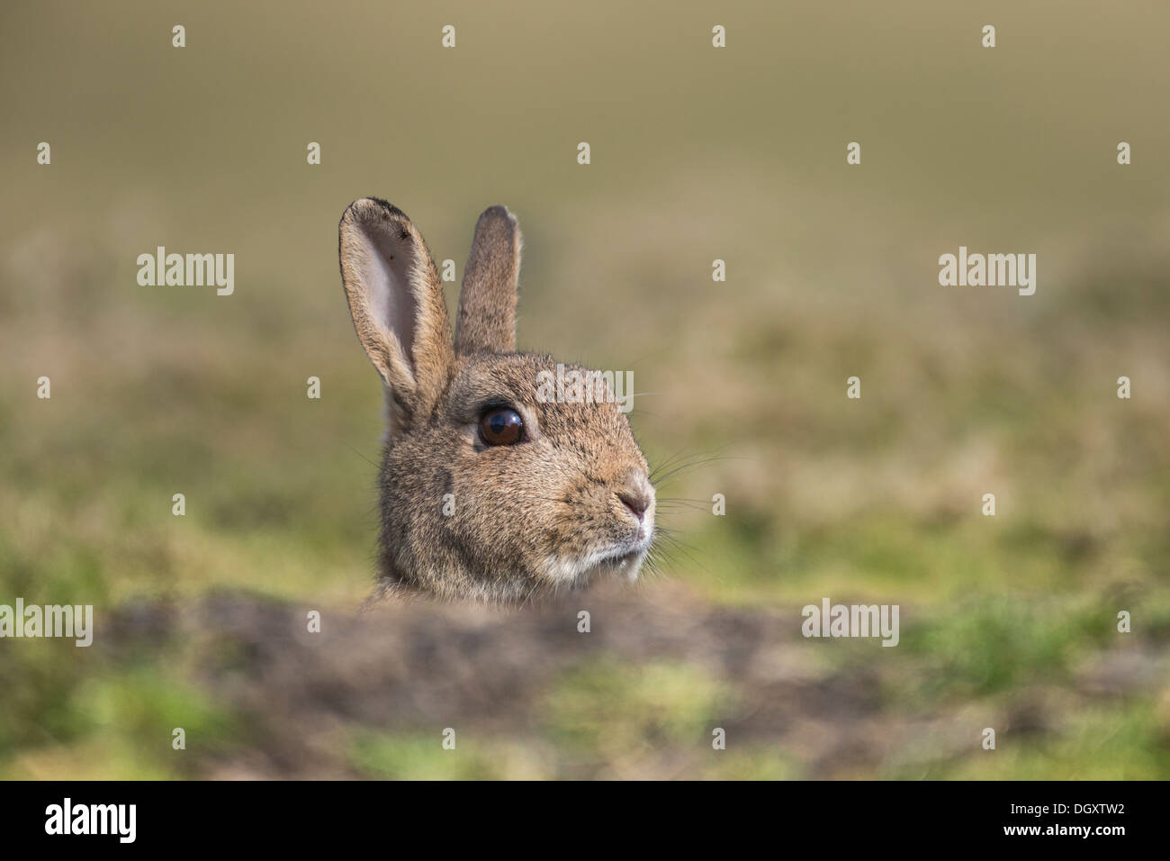 Wild Adult Rabbit (Oryctolagus cuniculus) peering over grassy hillock ...
