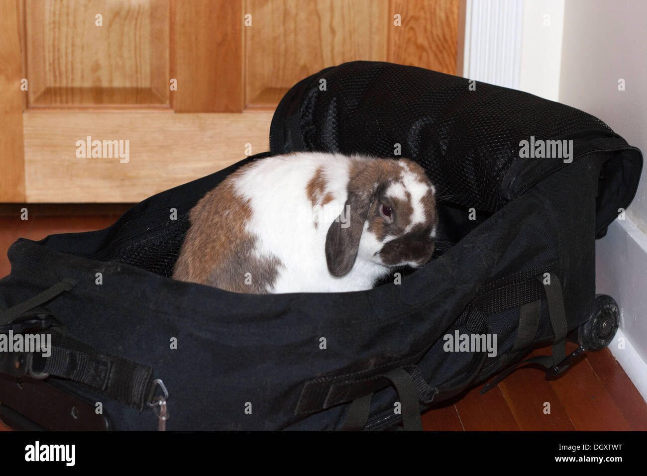 Rabbit pets hi-res stock photography and images - Alamy