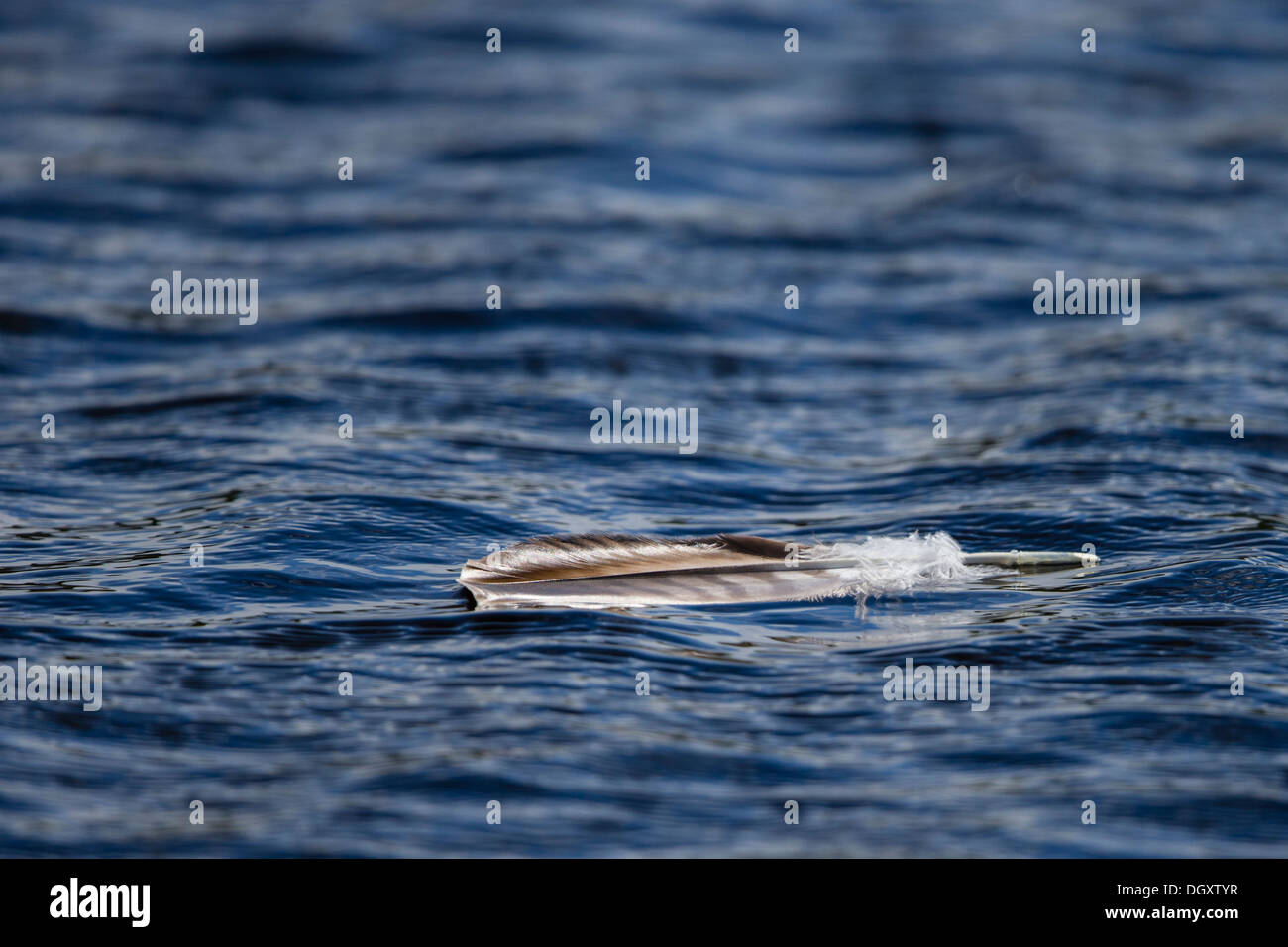 A red kite feather flowing on rippled water Stock Photo - Alamy