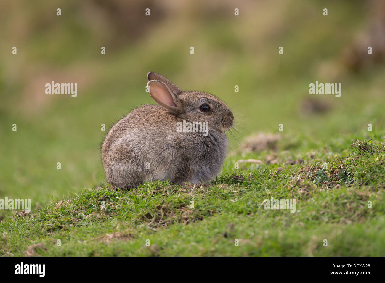 Wild Baby bunny rabbit (Oryctolagus cuniculus) sat in grass. Yorkshire ...