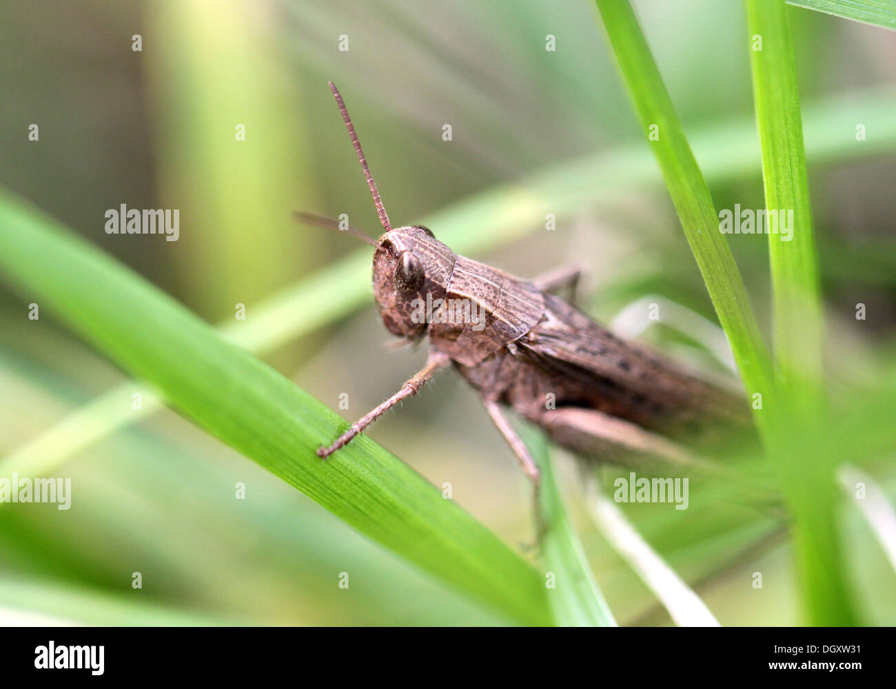 Side view green grasshopper hi-res stock photography and images - Alamy