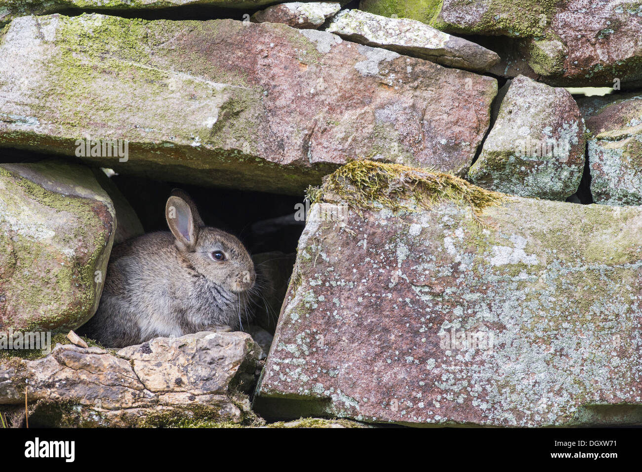 Wild young Rabbit (Oryctolagus cuniculus) sheltering / hiding in dry ...