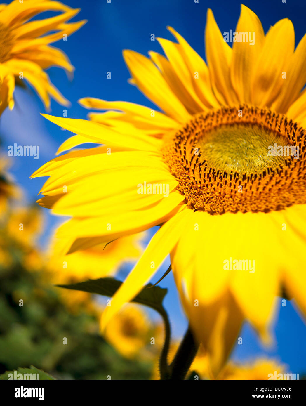 Detail of a Sunflower (Helianthus annuus Stock Photo - Alamy