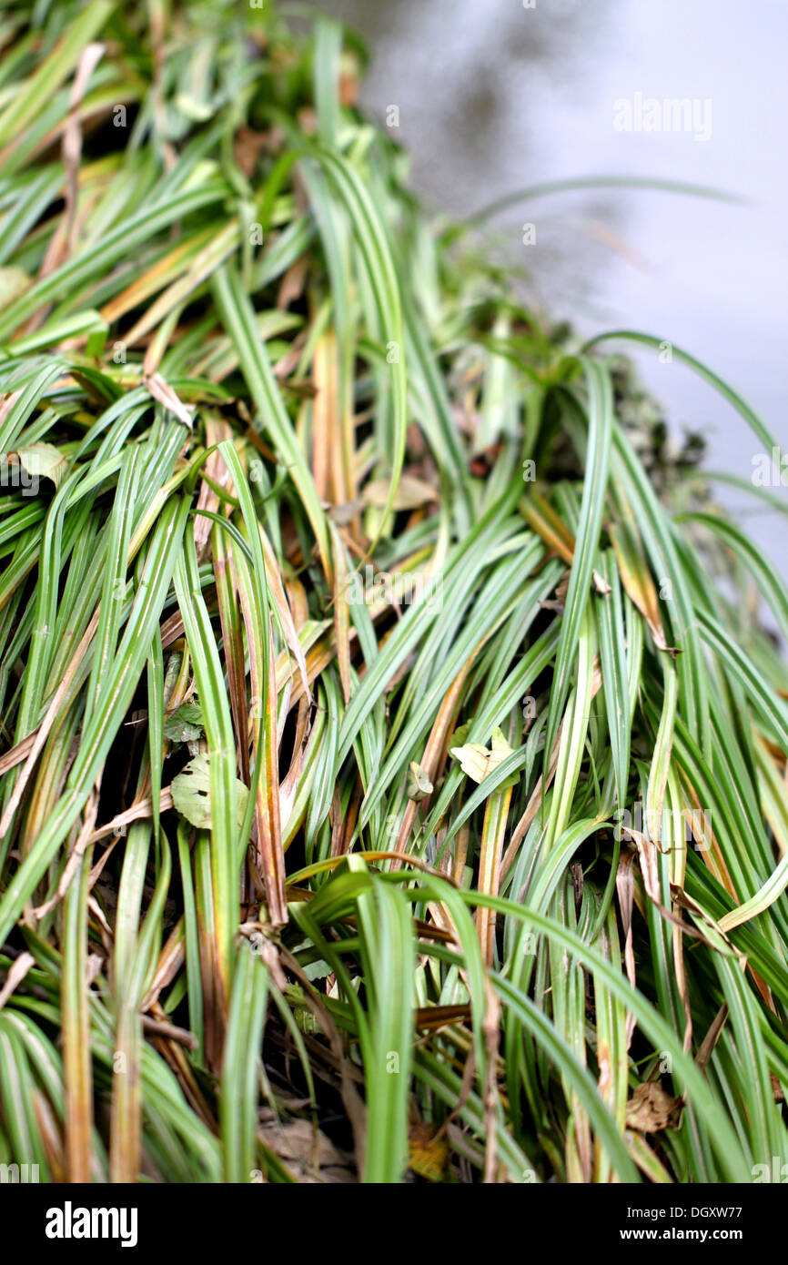 Pond and long grass hi-res stock photography and images - Alamy