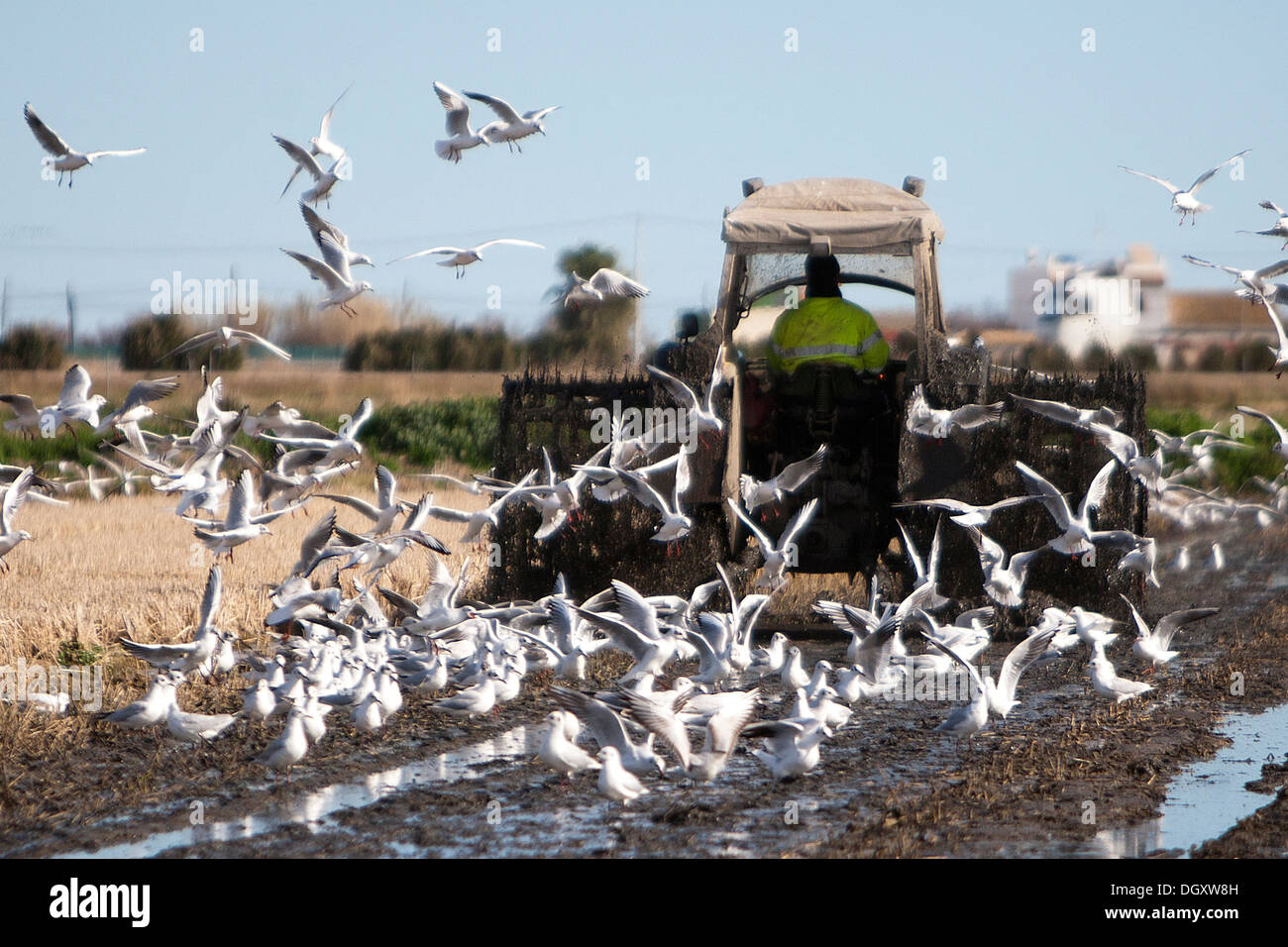 Puddling work in the rice fields, while seagulls hover, Pinedo ...