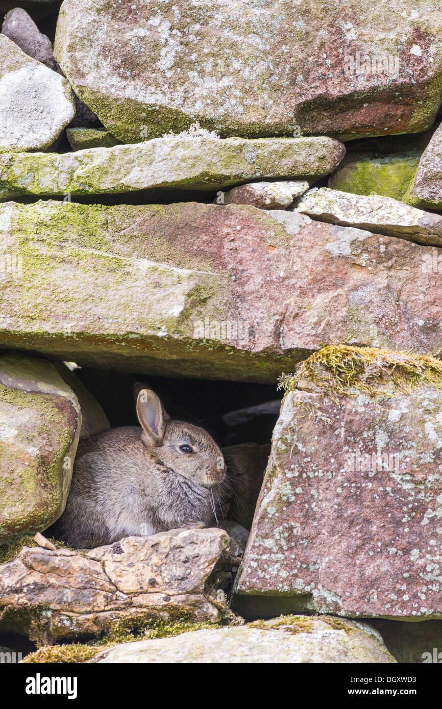 Wild young Rabbit (Oryctolagus cuniculus) sheltering / hiding in dry ...
