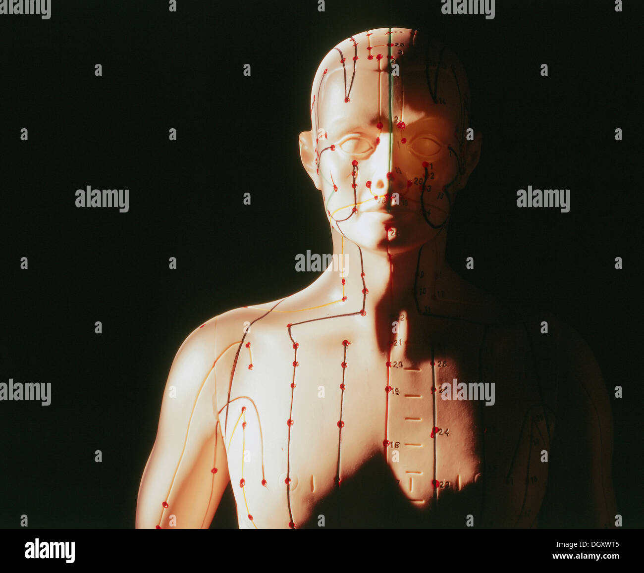 Acupuncture Model Stock Photos & Acupuncture Model Stock Images - Alamy