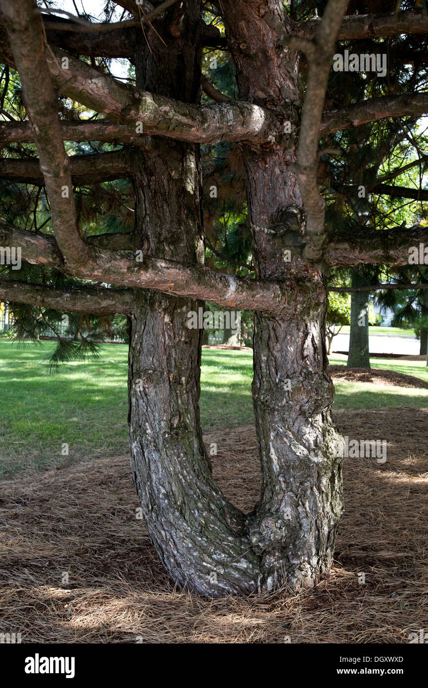 Tree with nice big branches Stock Photo - Alamy