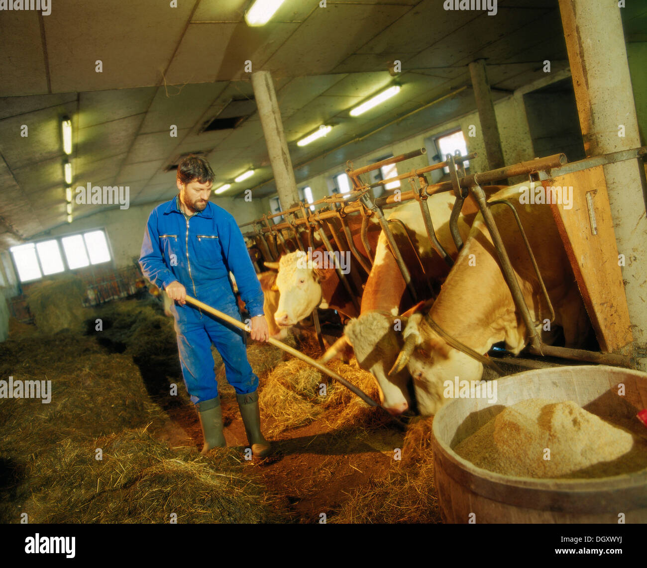 Farmer feeding cows in a barn Stock Photo - Alamy