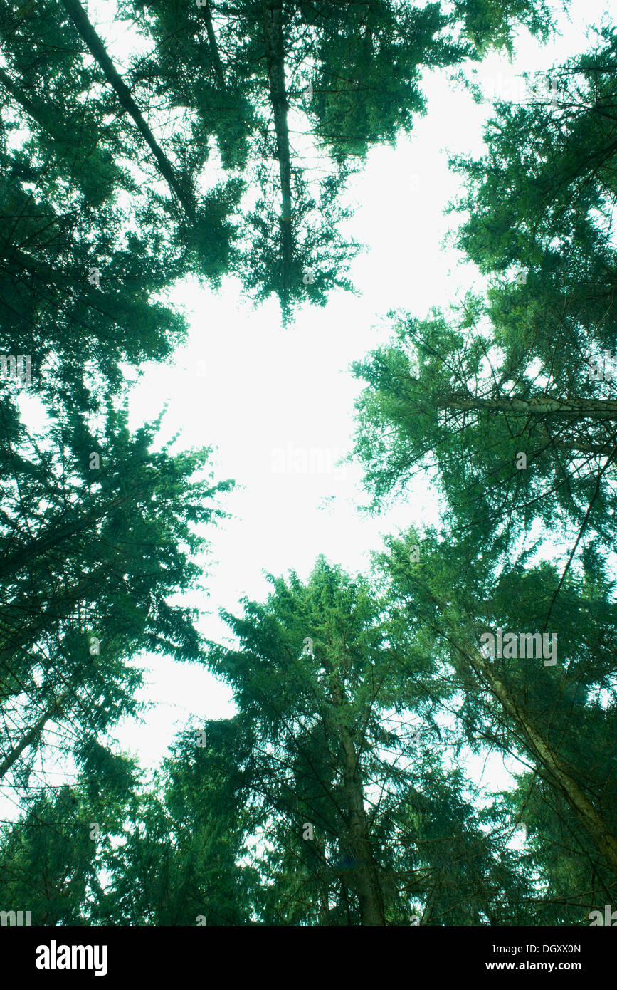 Picea abies treetop hi-res stock photography and images - Alamy