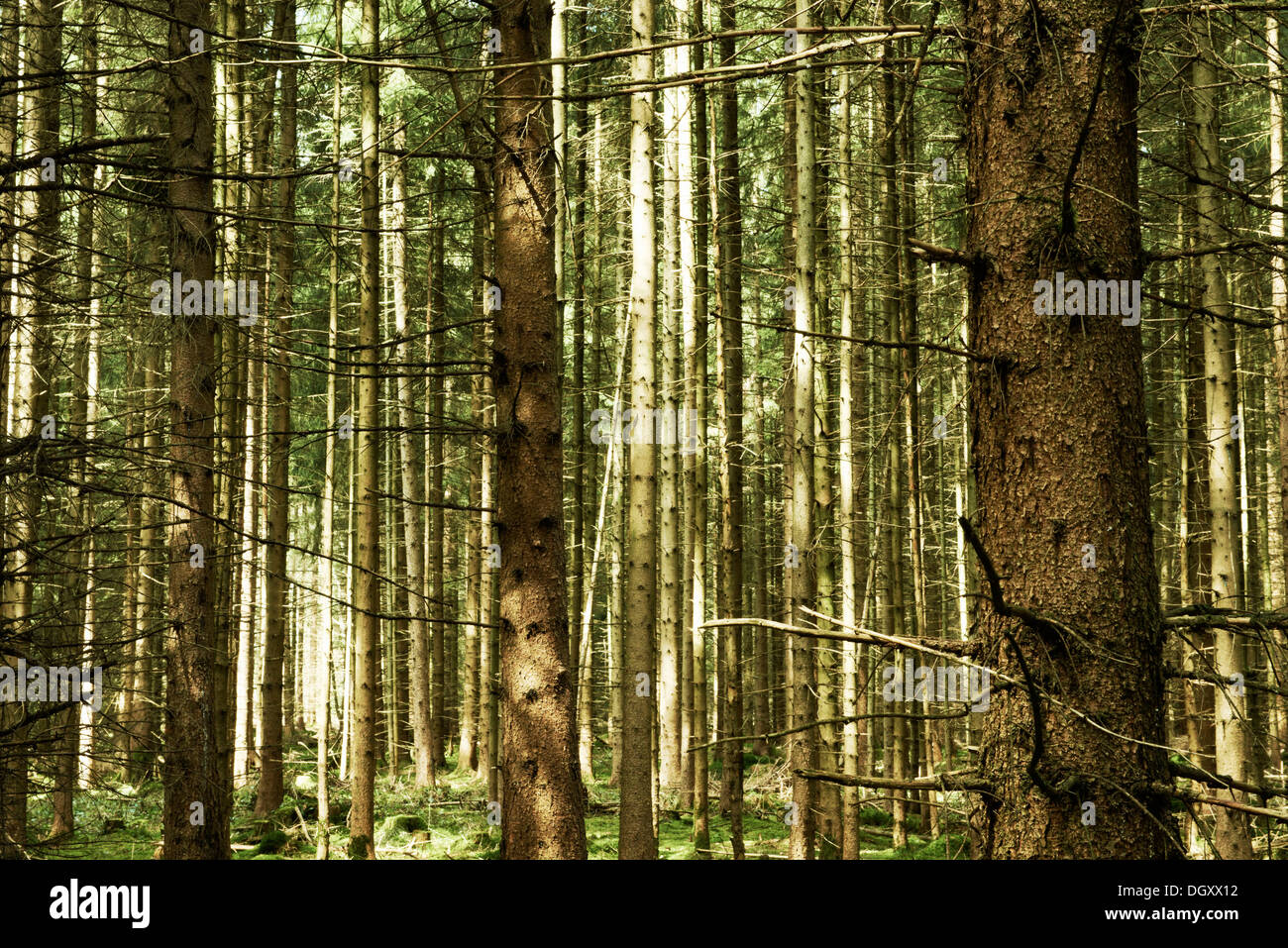 Spruce forest, spruce trees (Picea abies), Starnberg, Gauting, Upper ...