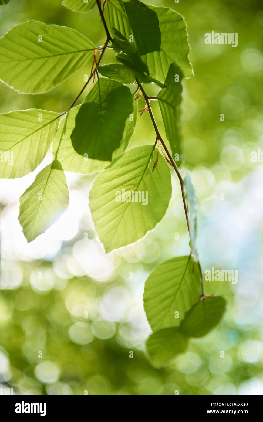 Fresh beech tree leaves (Fagus sp.), Starnberg, Gauting, Upper Bavaria ...