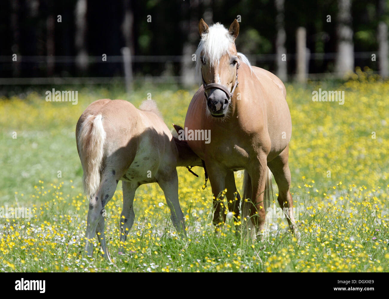 Haflinger Horse (Equus caballus), mare, foal suckling, on a meadow in ...