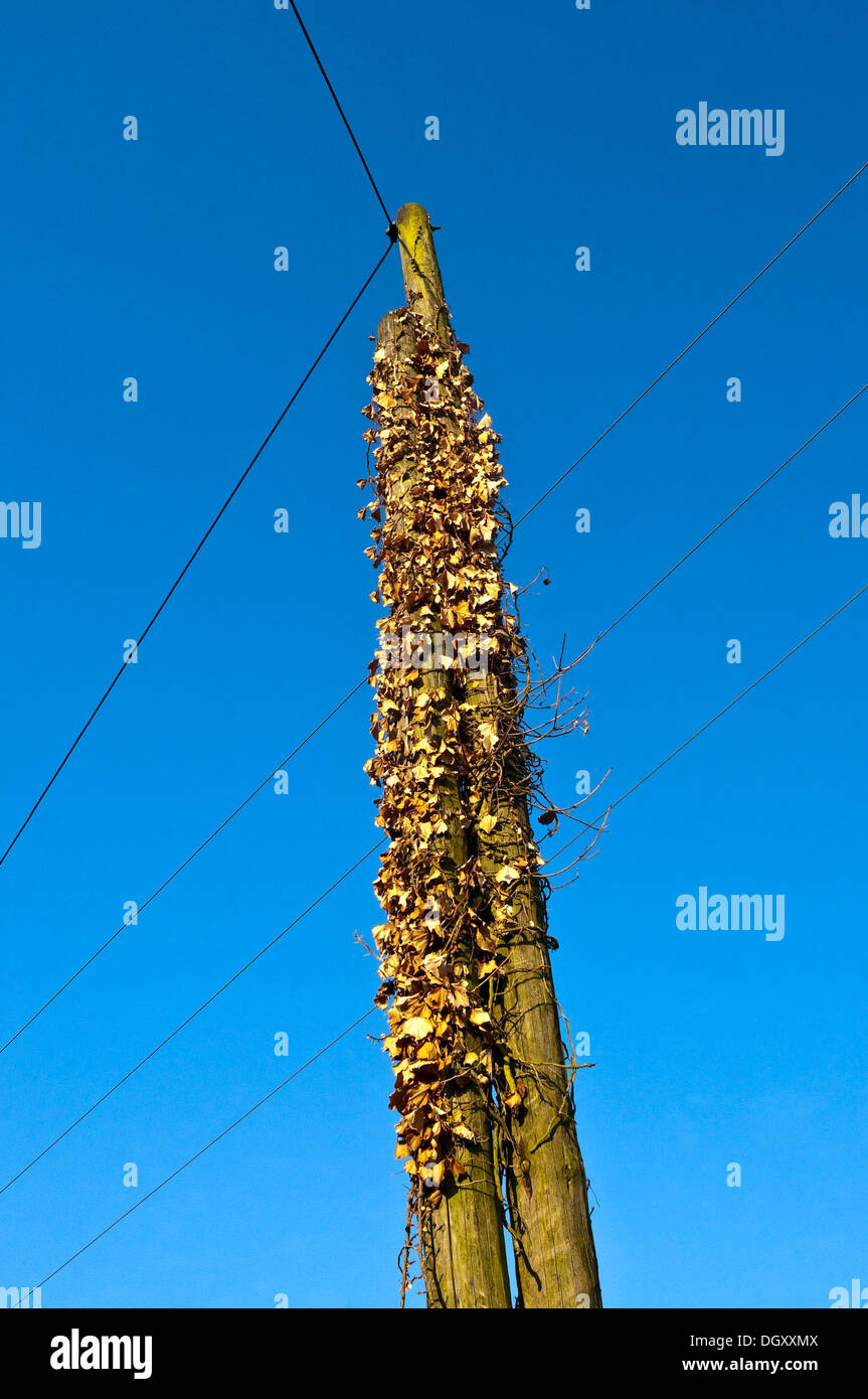 Timber telegraph pole hi-res stock photography and images - Alamy