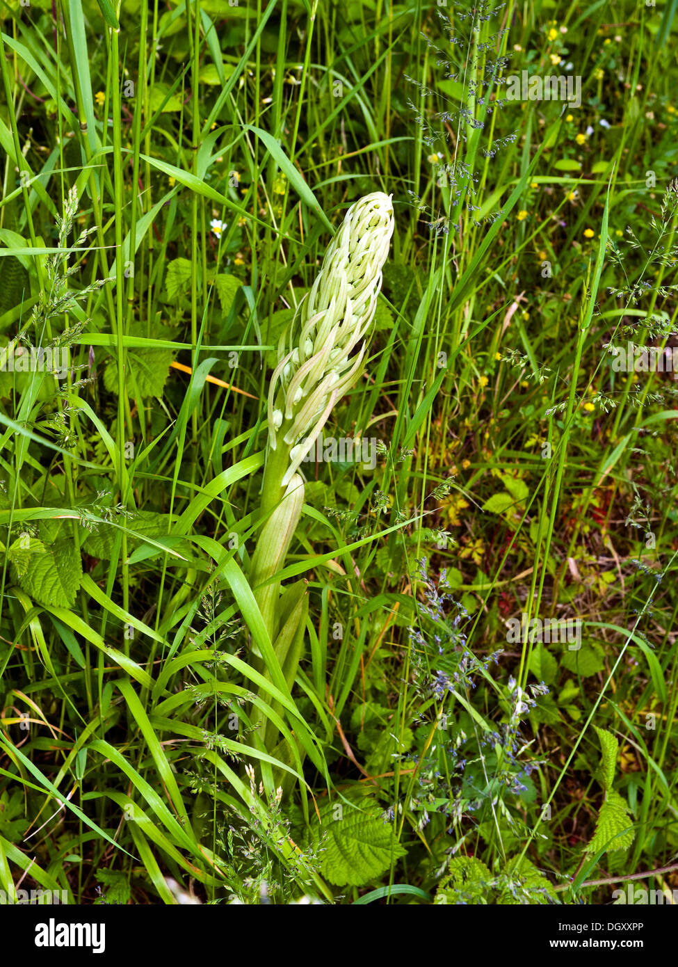 Lizard Orchid in bud (Himantoglossum hircinum), France Stock Photo - Alamy