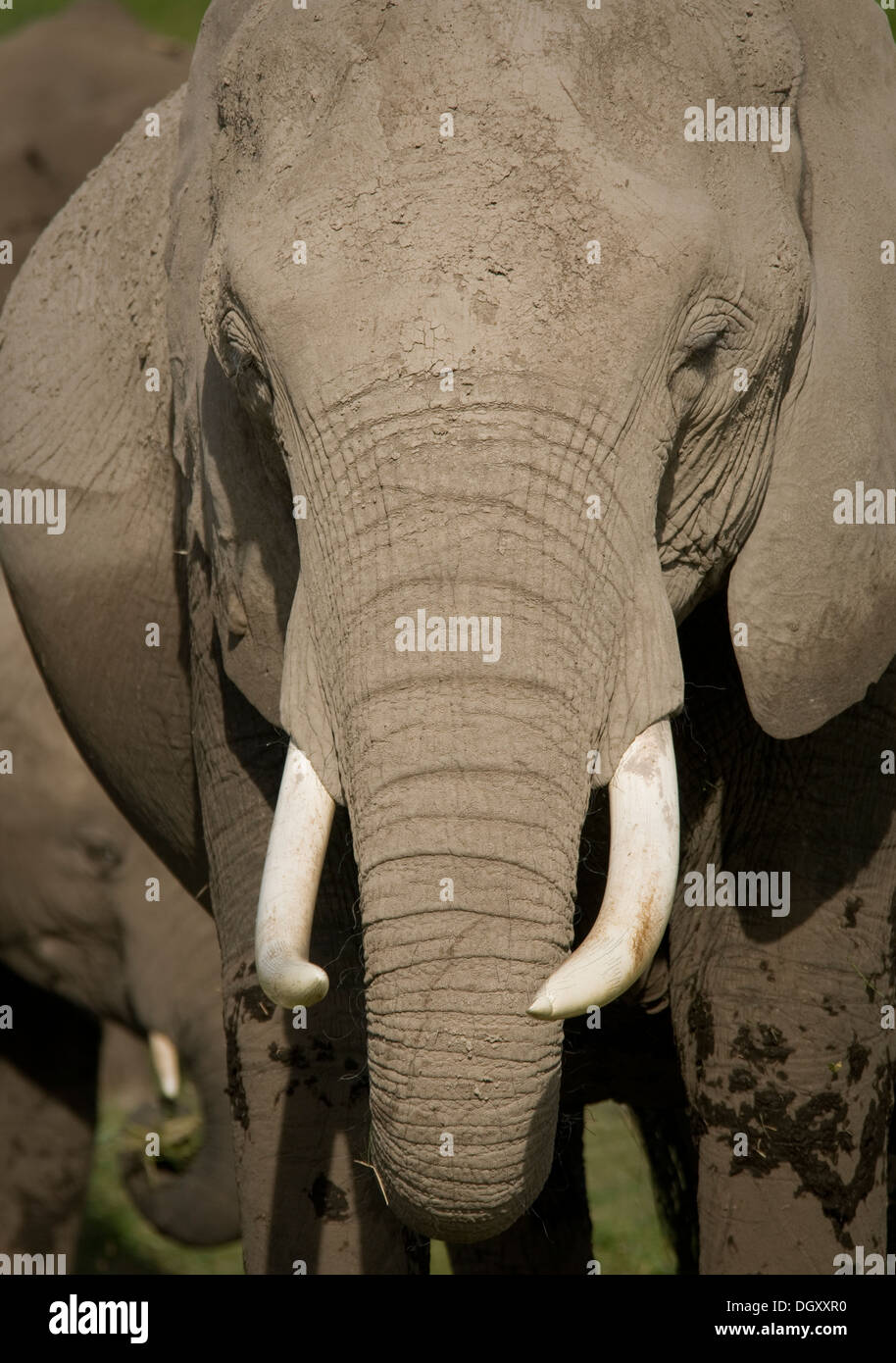 Head shot of African elephant Stock Photo - Alamy