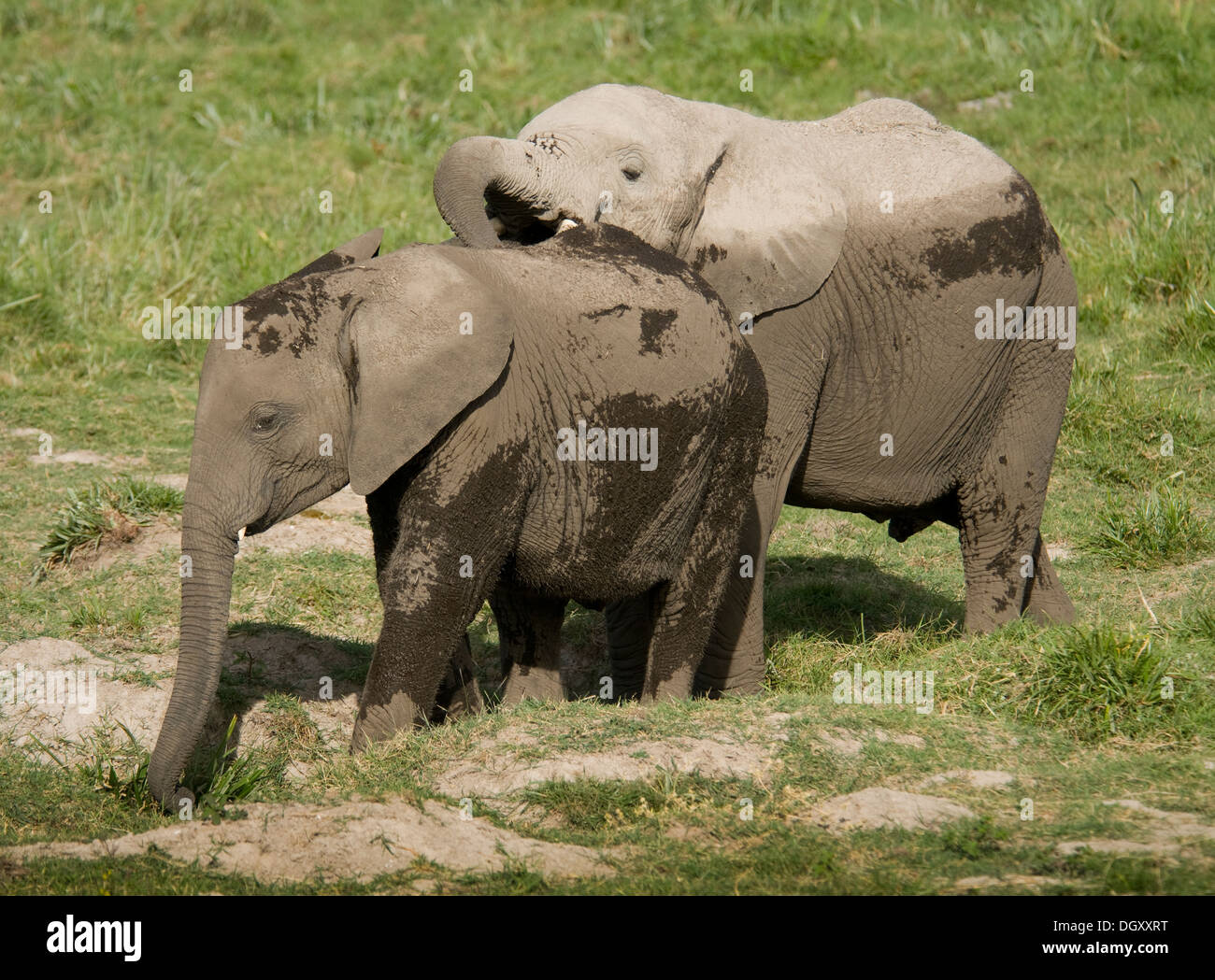 Male and female elephants together Stock Photo - Alamy