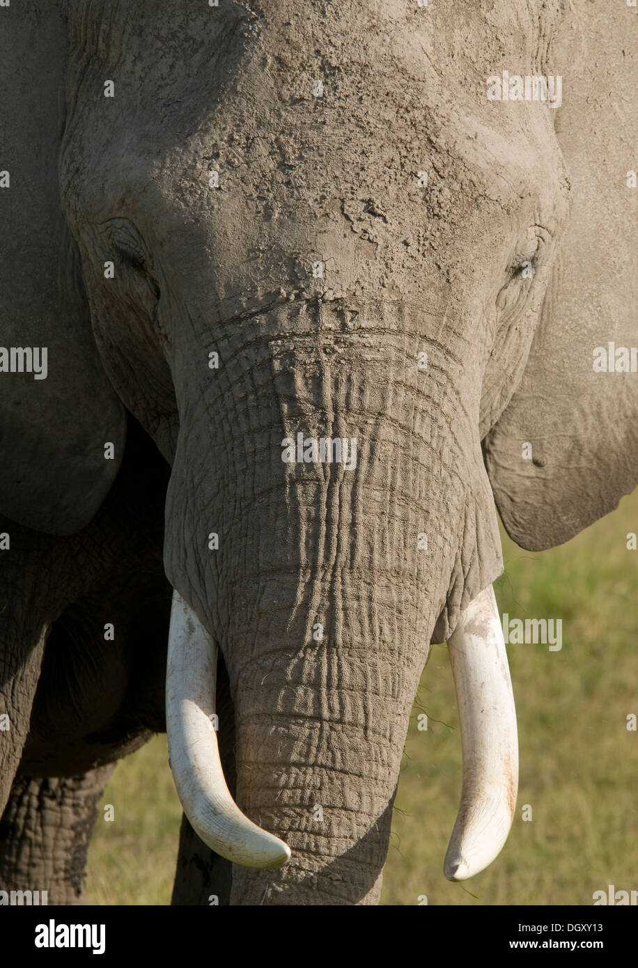 Head shot of African elephant Stock Photo - Alamy