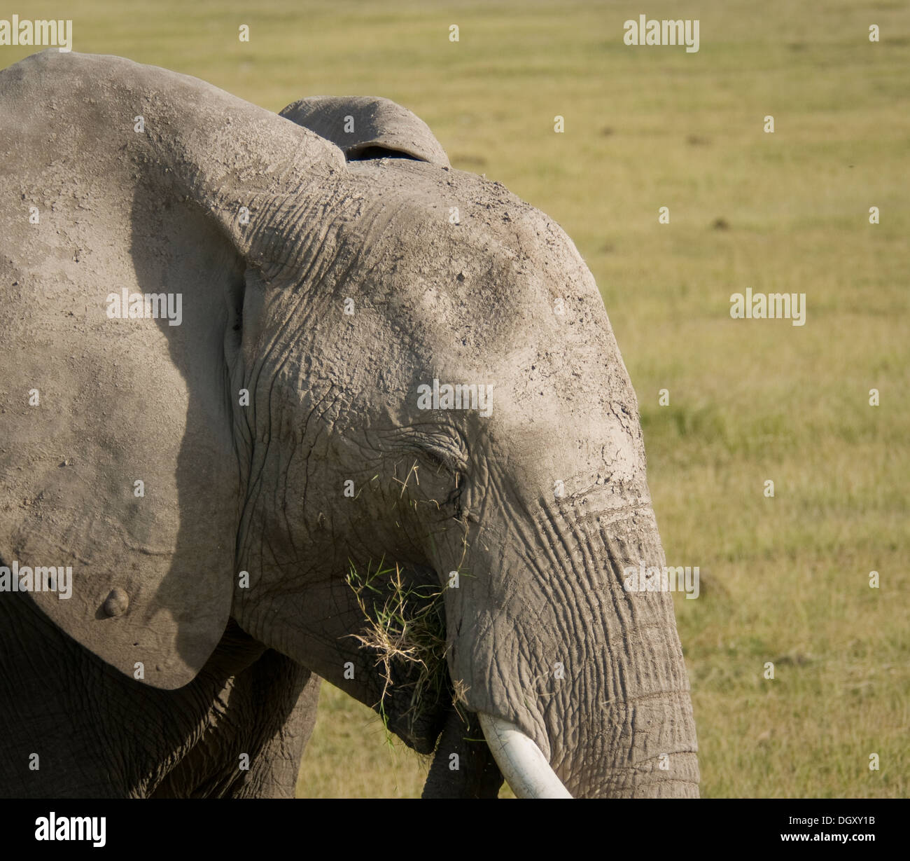 Head shot of African elephant feeding Stock Photo - Alamy